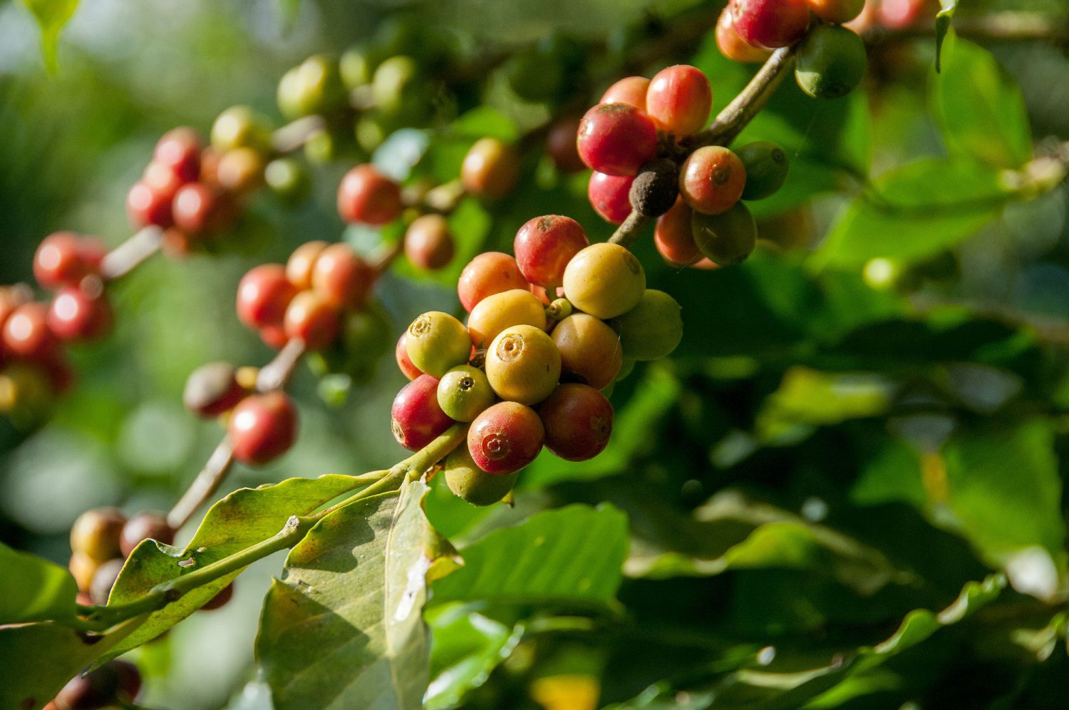 The Social Responsibility of the Coffee Industry – Colonial Coffee